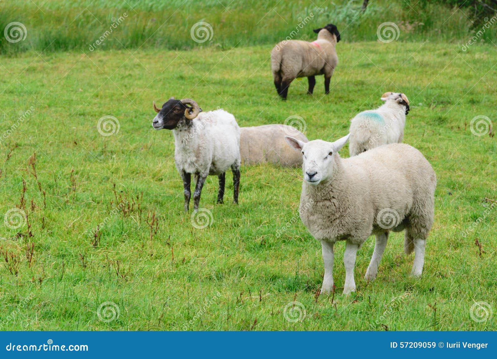 Ring of Kerry Sheep stock image. Image of ireland, sheep - 57209059