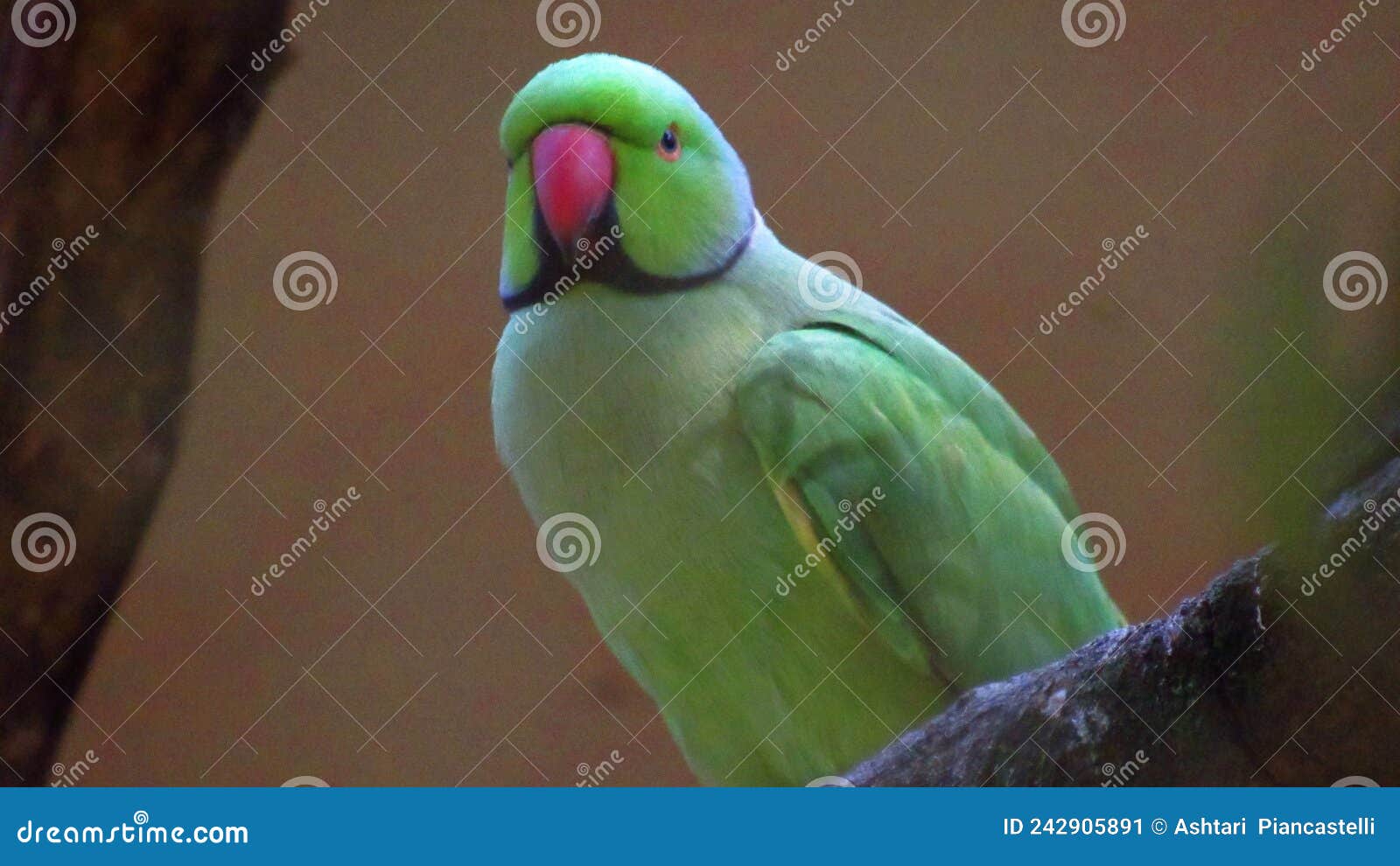 Ring Neck Parrot stock image. Image of budgie, wildlife - 242905891