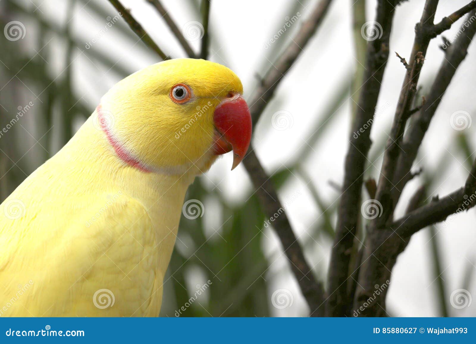 Ring Neck Parrot with Red Beak Stock Image - Image of ring, yellow ...