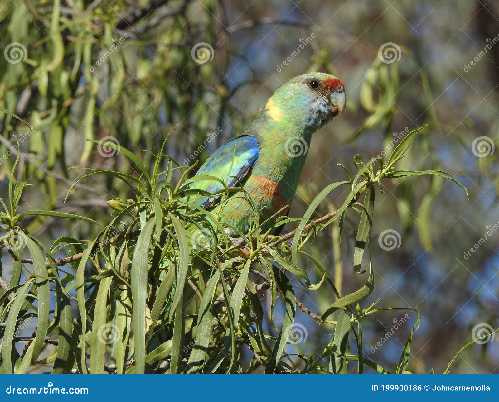 Ring neck parrot stock photo. Image of colorful, neck - 199900186