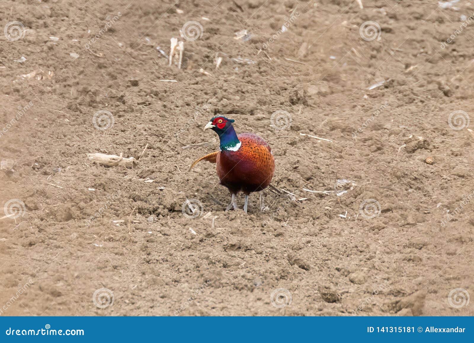 Ring Neck Pheasant in Field Phasianus Colchicus Stock Image - Image of ... Ring Neck Pheasant in Field Phasianus Colchicus Stock Image - Image of ...