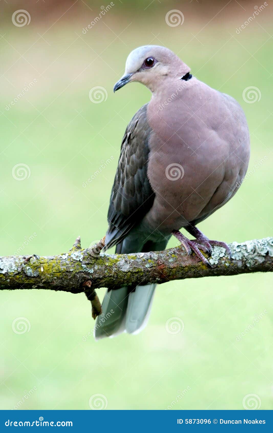 Ring Necked Dove stock photo. Image of dove, wings, lichen - 5873096