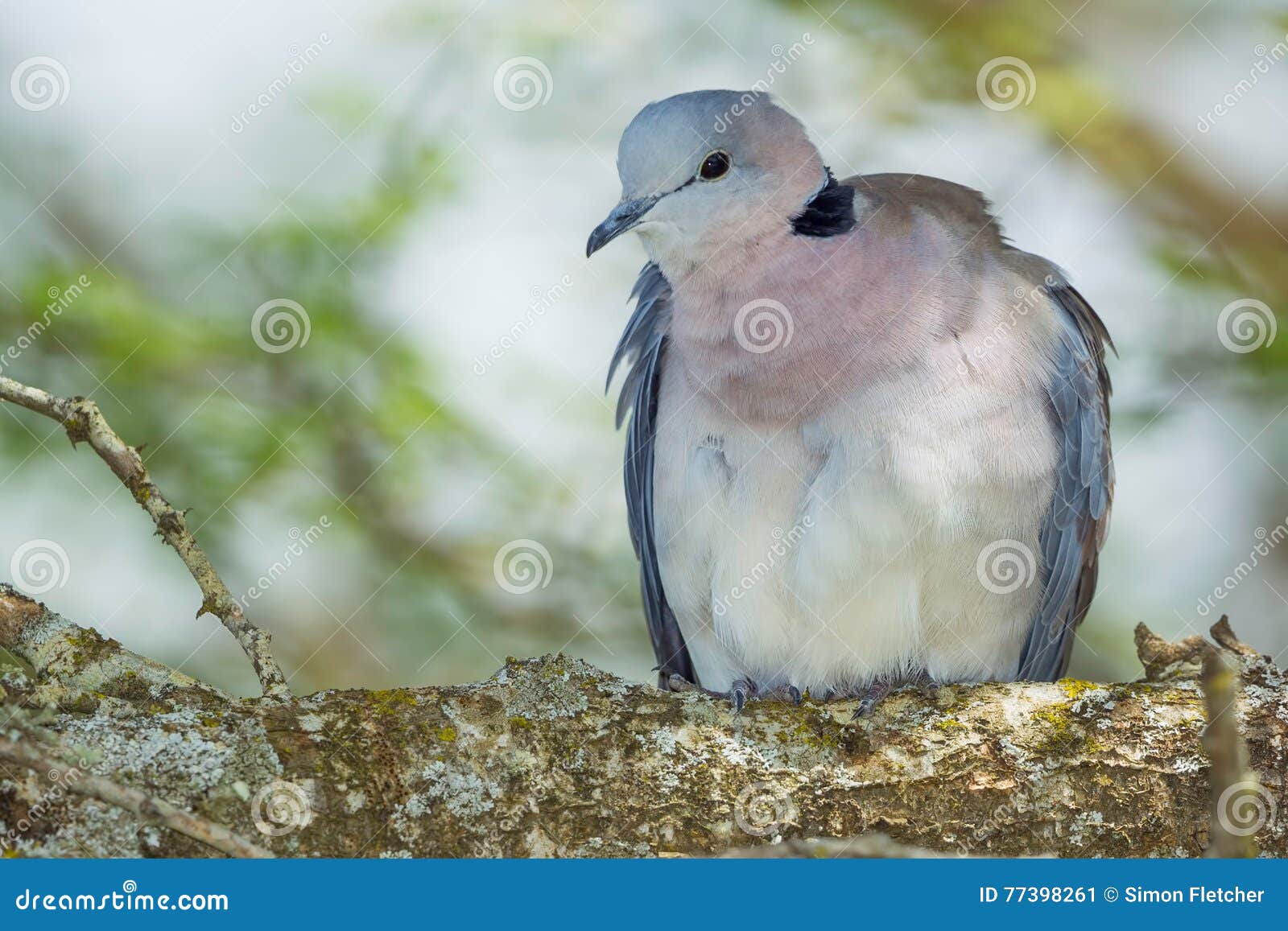 Ring-necked Dove stock image. Image of black, birds, game - 77398261