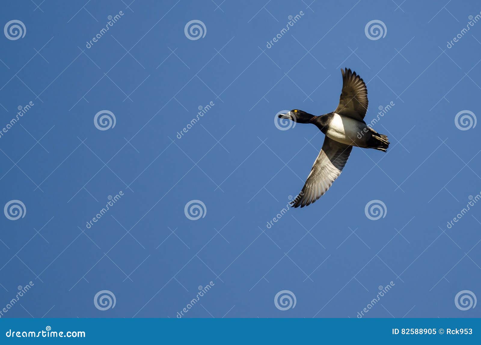 Ring-Necked Duck Flying in a Blue Sky Stock Image - Image of white ...