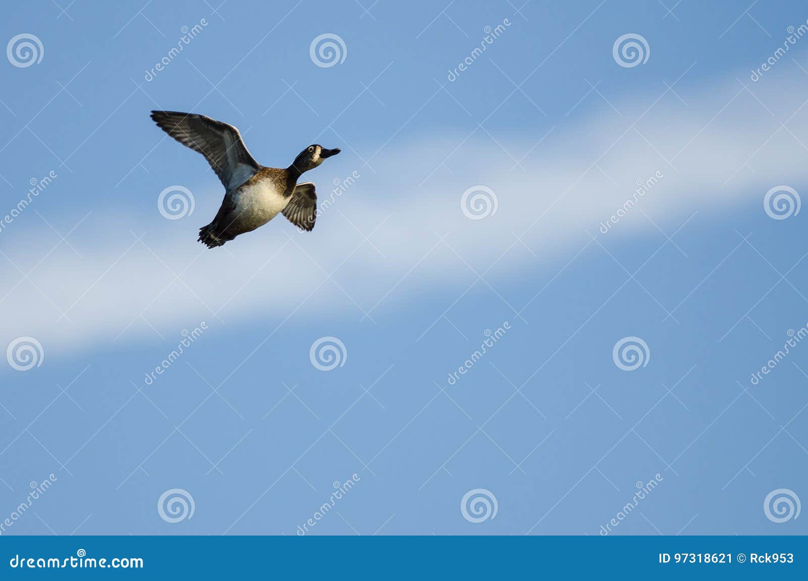 Ring-Necked Duck Flying in a Blue Sky Stock Image - Image of wildlife ...