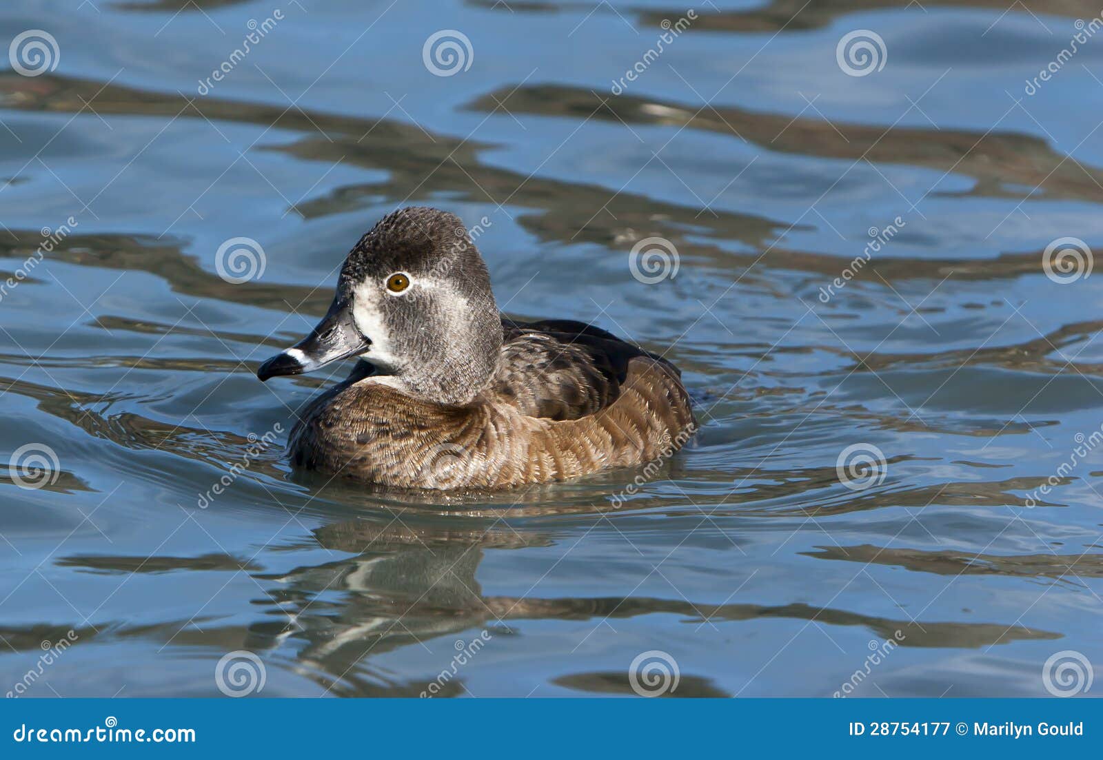 Hen Ringneck Duck