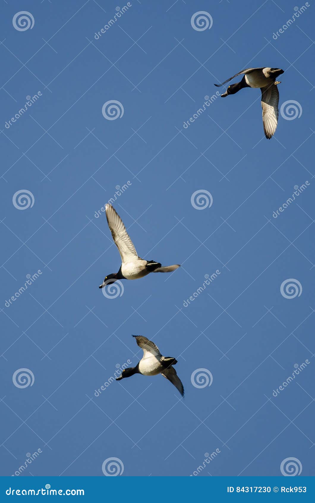 Ring-Necked Ducks Flying in a Blue Sky Stock Photo - Image of black ...
