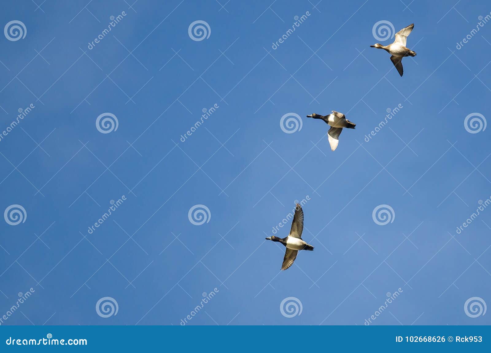 Ring-Necked Ducks Flying in a Blue Sky Stock Photo - Image of duck ...