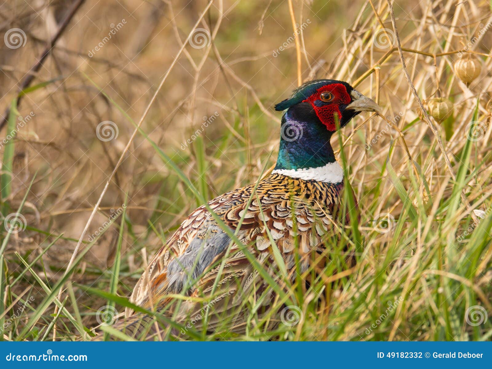 Ring-necked Fasan stockfoto. Bild von jagd, hochland - 49182332