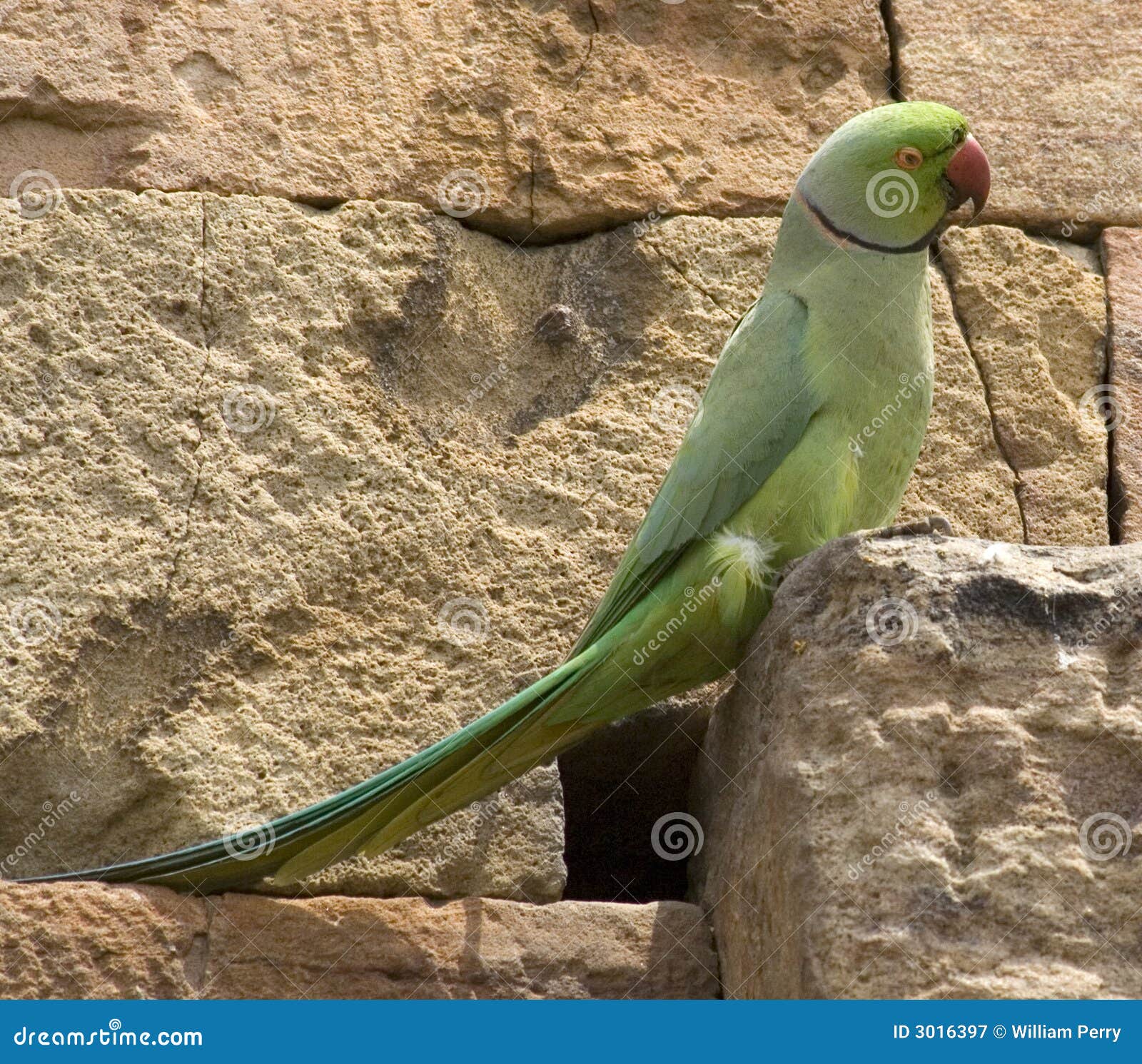 Ring Necked Green Parrot India Stock Image - Image of parrot, green ...