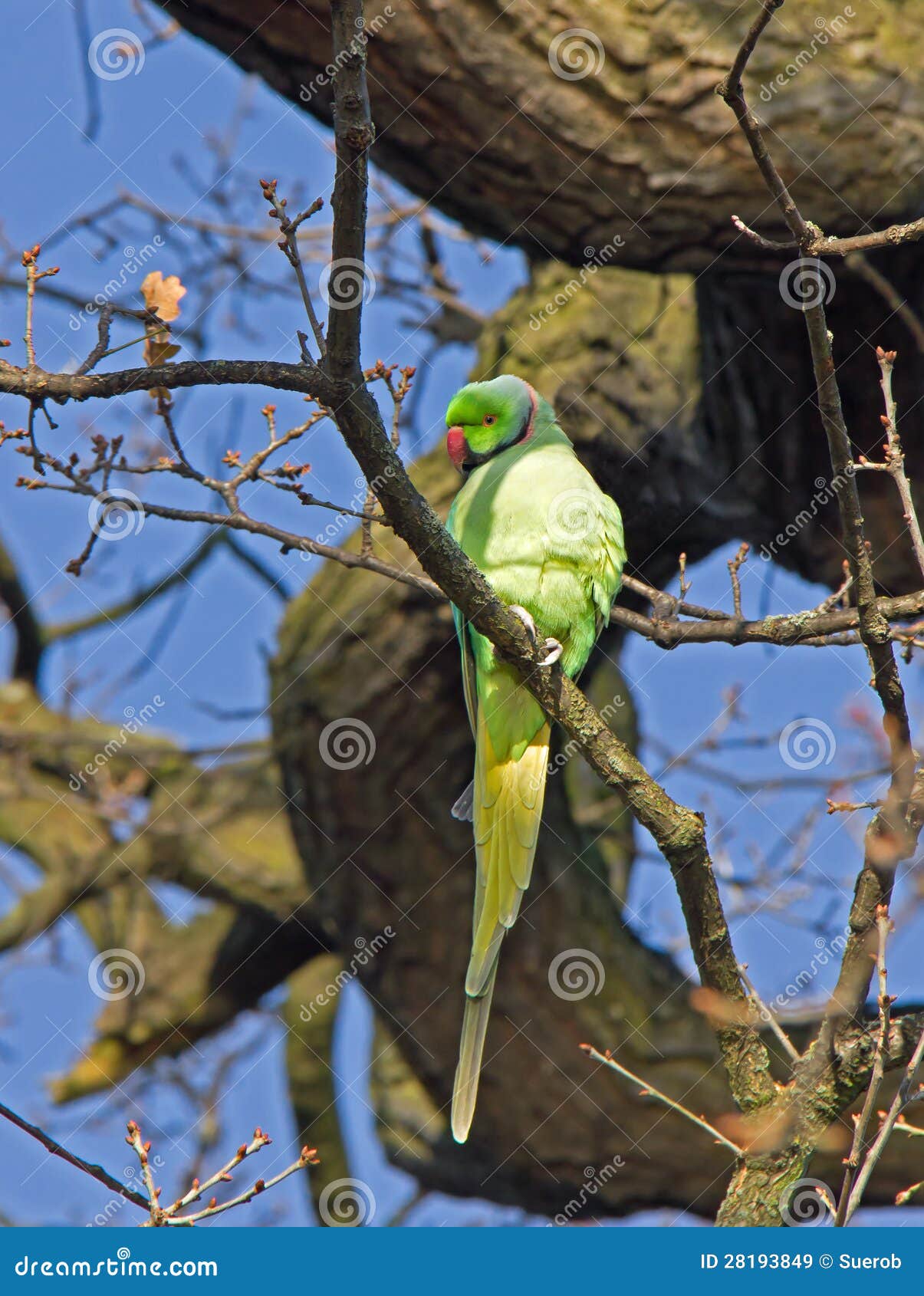 Ring-necked Parakeet stock image. Image of roseringed - 28193849