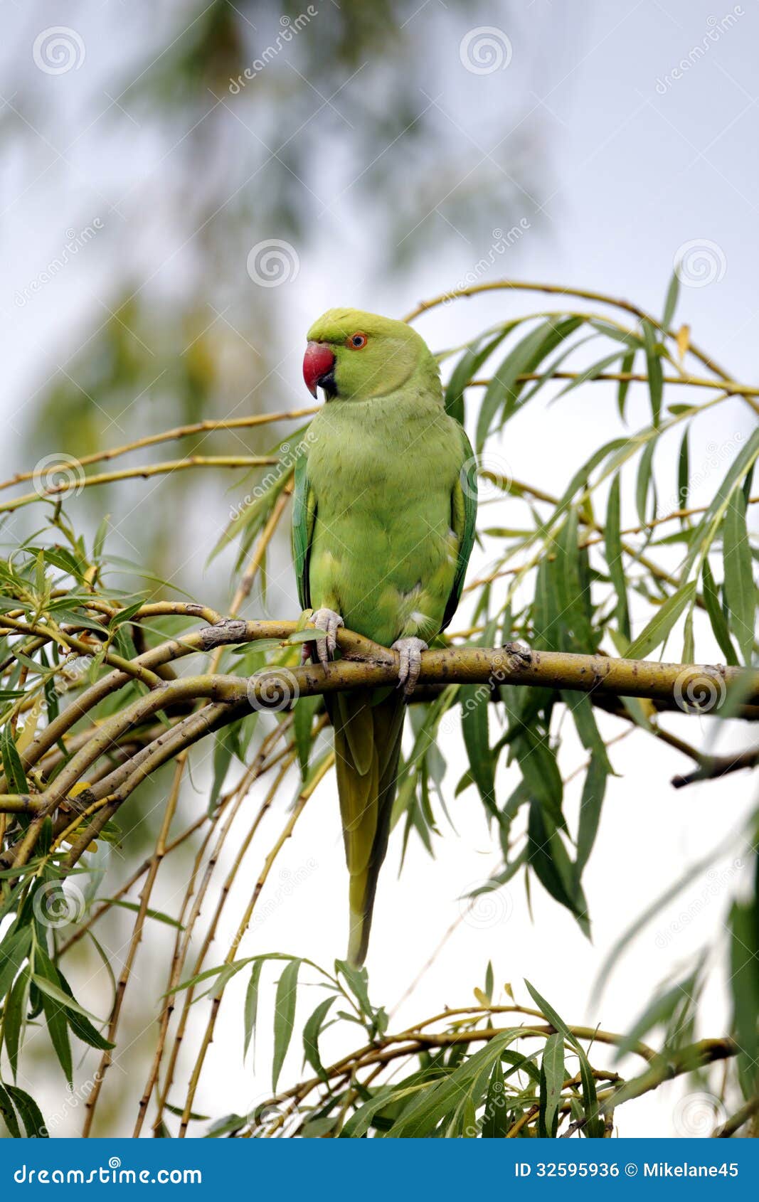 Ring-necked Parakeet, Psittacula Krameri Stock Photo - Image of city ...