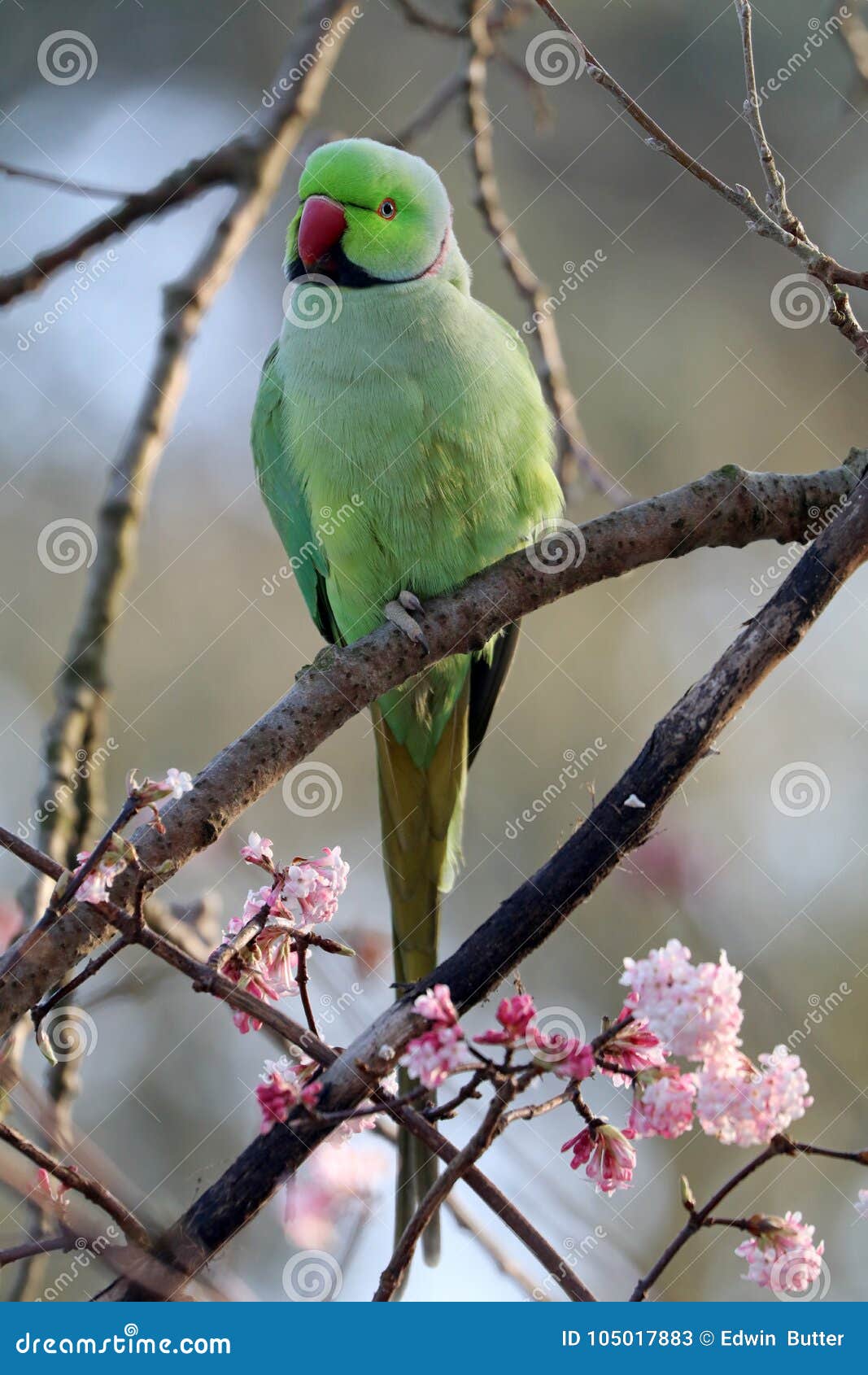Ring necked parakeet stock image. Image of ring, animal - 105017883