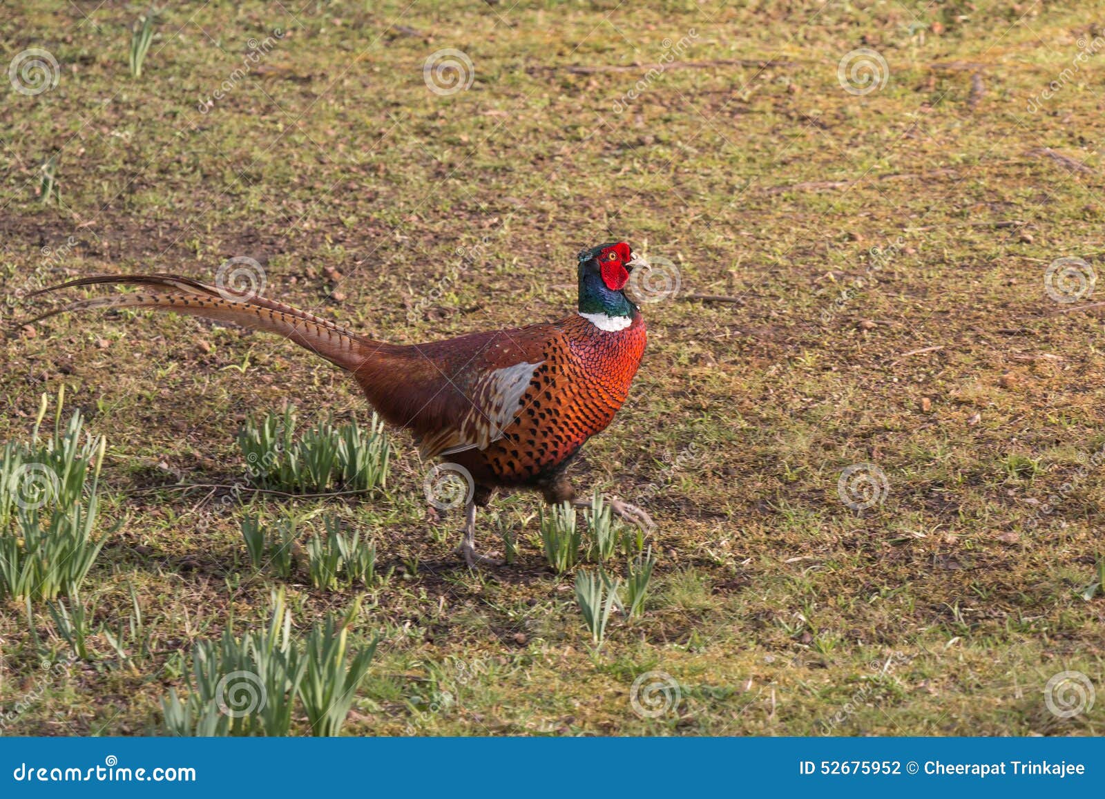 Ring-necked Pheasant Bird Walking Stock Photo - Image of green ...