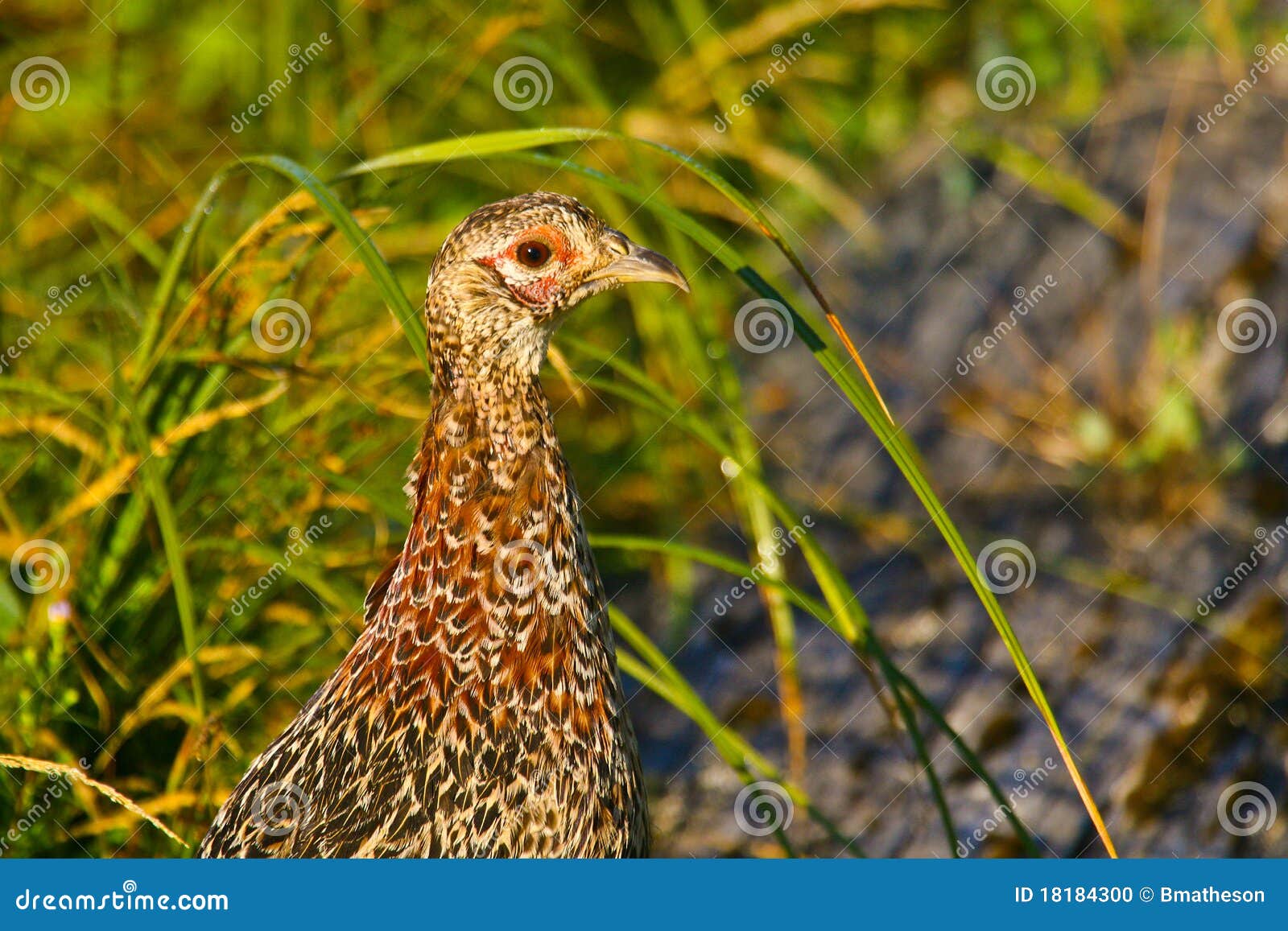 Ring-necked Pheasant Female Stock Photo - Image of birds, necked: 18184300