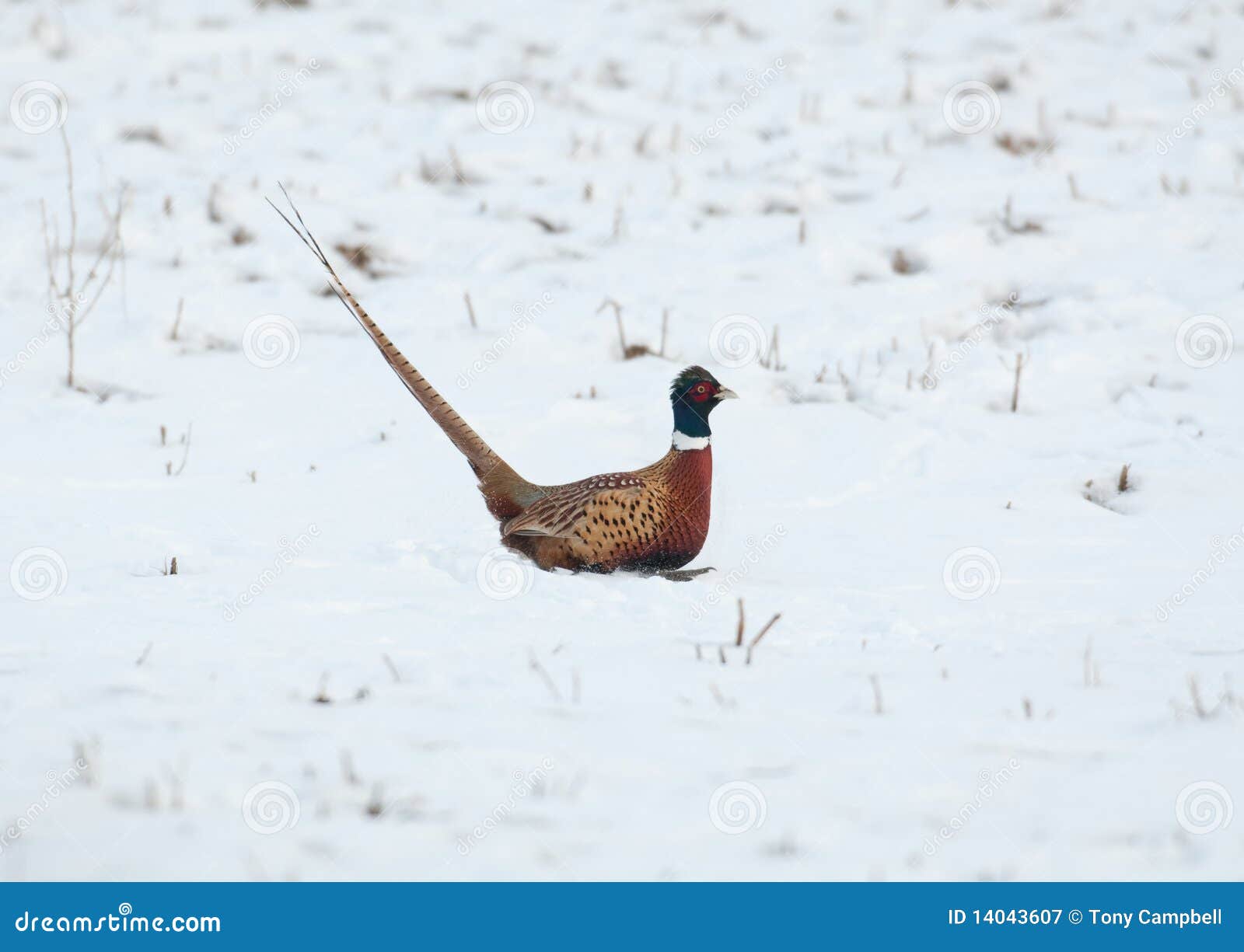 Ring-necked Pheasant Running in the Snow Stock Image - Image of ...