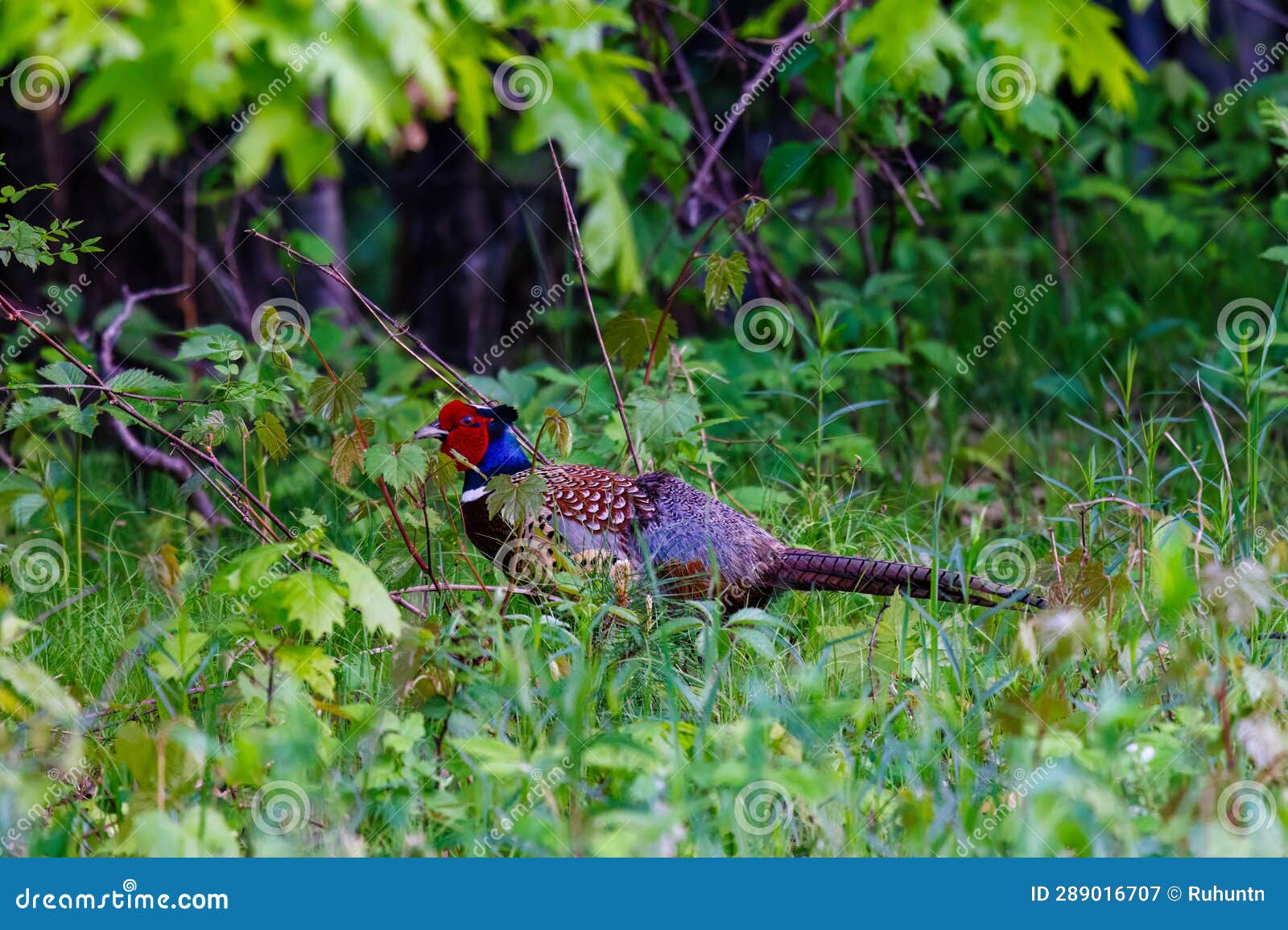 Ring-necked Pheasant Standing on the Edge of the Forest during Spring ...