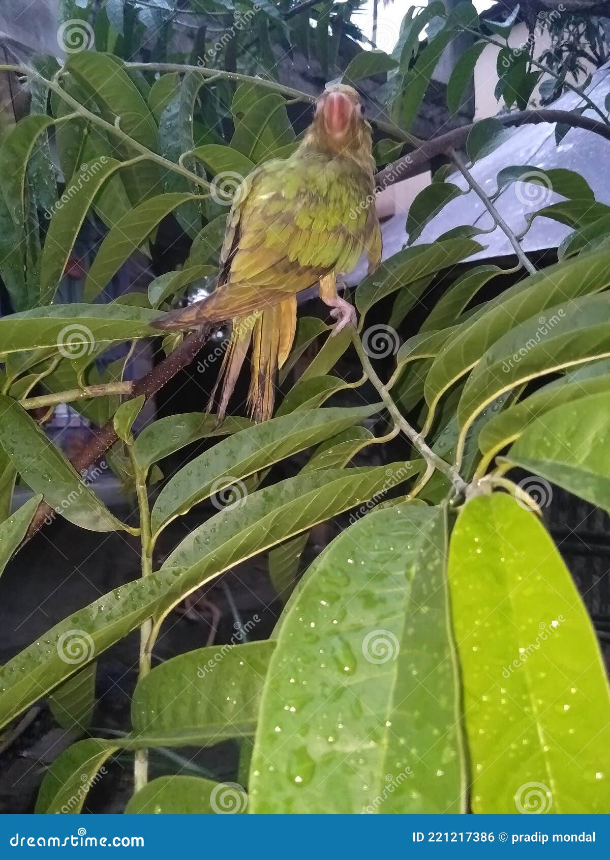 Ring net parrot stock photo. Image of tree, rain, ring - 221217386