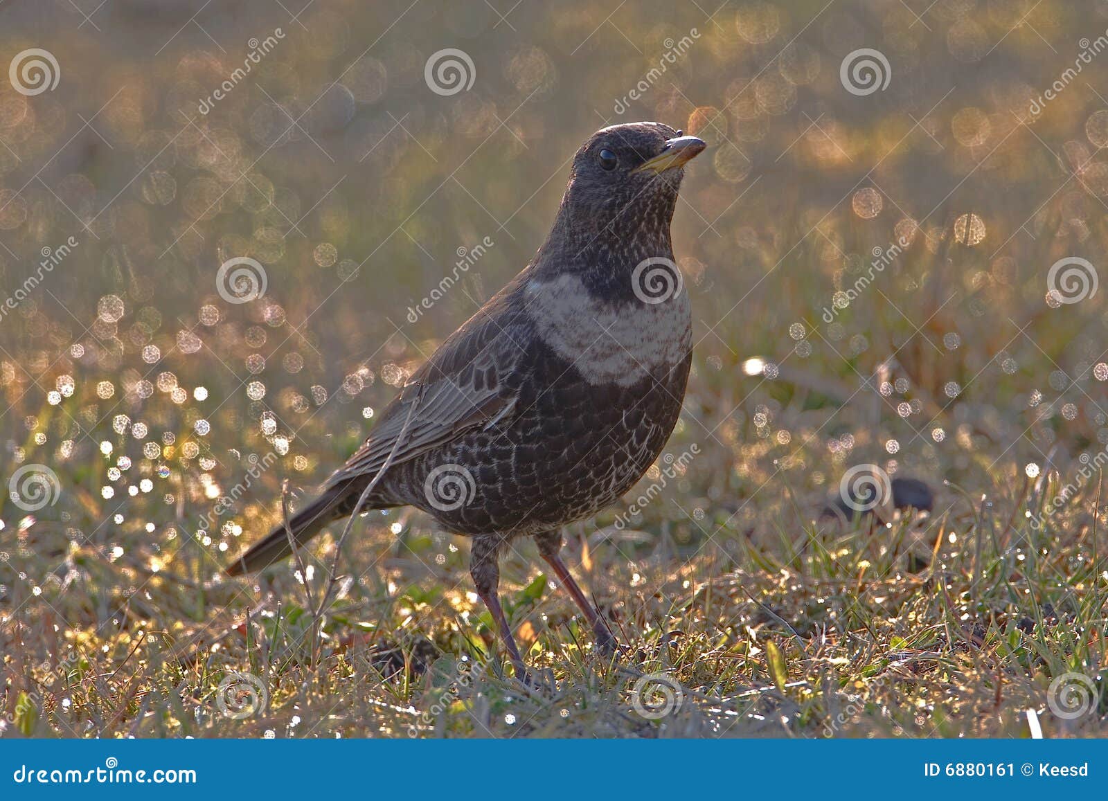 Ring Ouzel stock image. Image of sparkling, animal, tree - 6880161