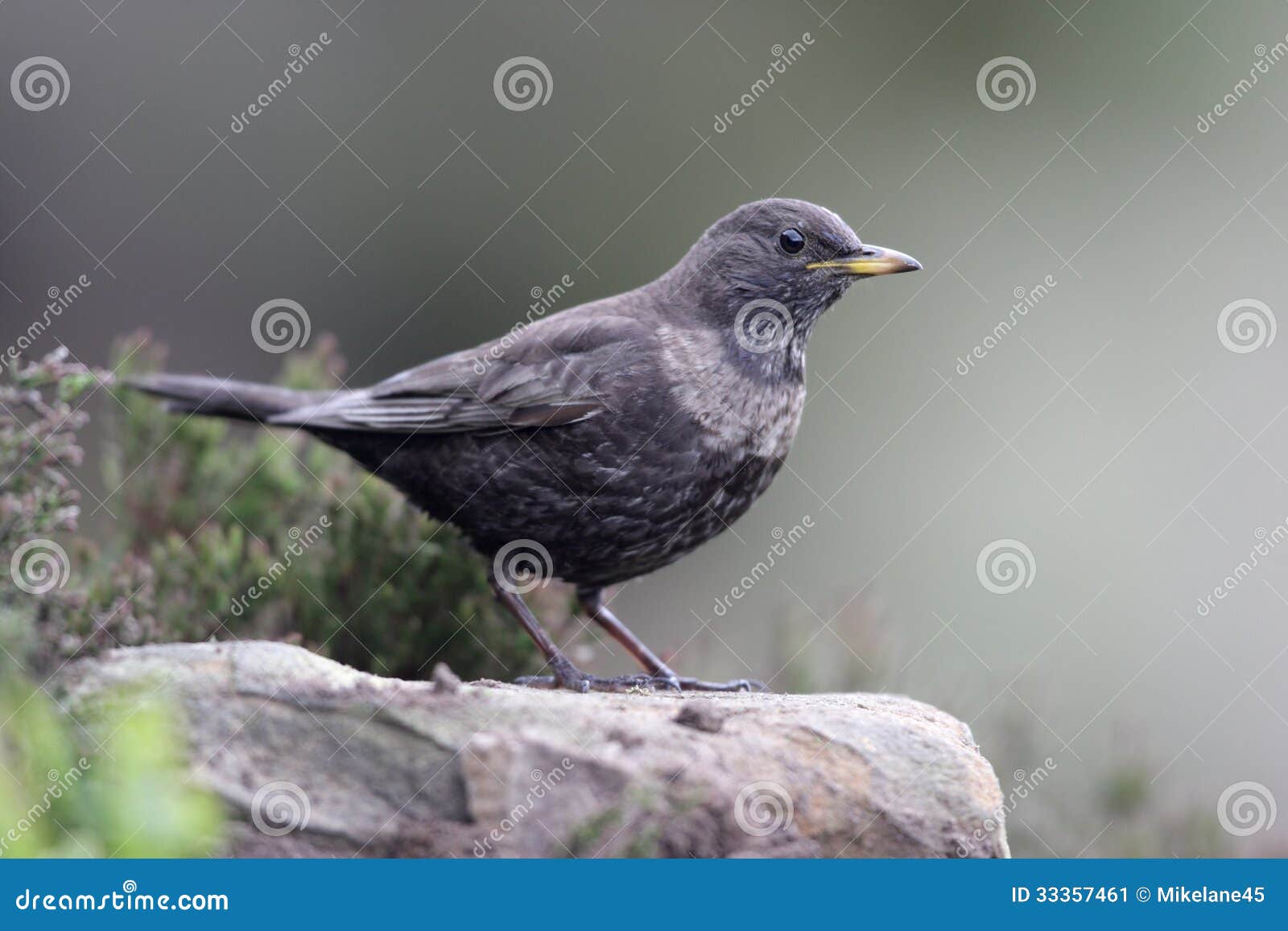 Ring Ouzel, Turdus Torquatus Stock Image - Image of ring, mountain ...