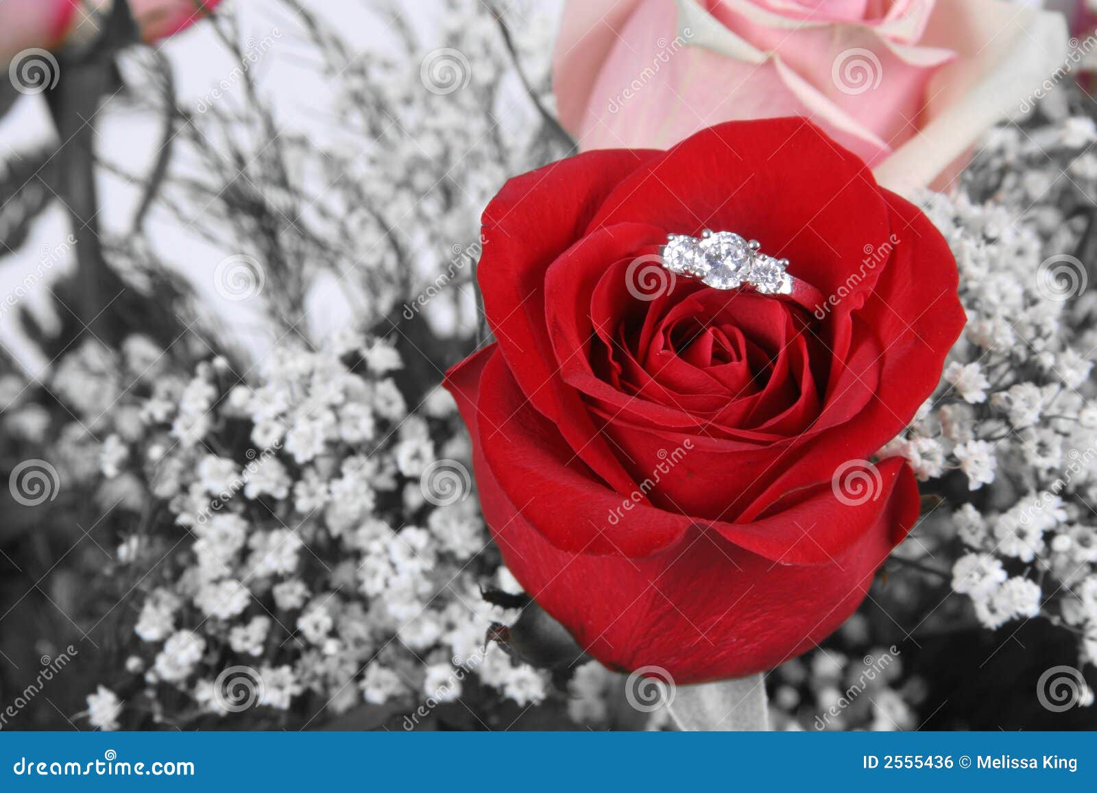 Ring in Red Rose stock photo. Image of gift, couple, diamonds - 2555436