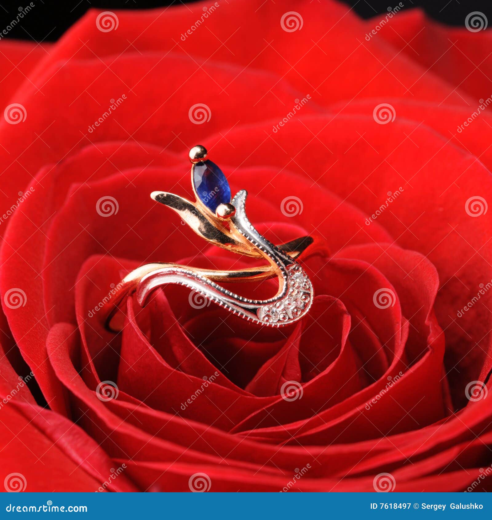 Ring in a red rose stock image. Image of elegant, party - 7618497