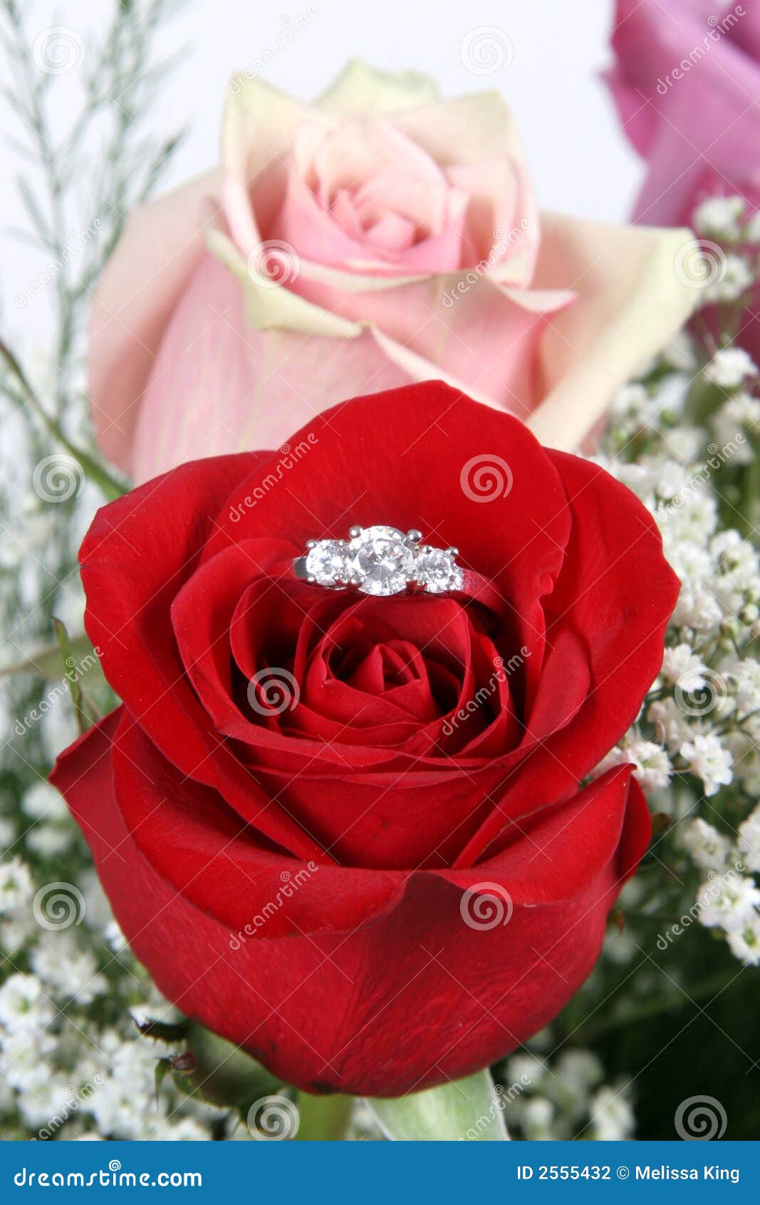 Ring in Red Rose, Closeup stock photo. Image of anniversary - 2555432