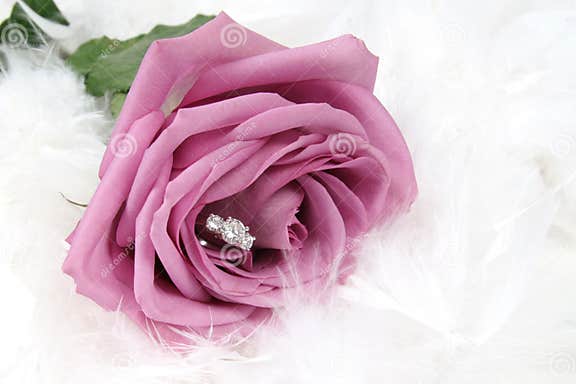 Ring in Rose stock image. Image of closeup, celebrate - 2759437