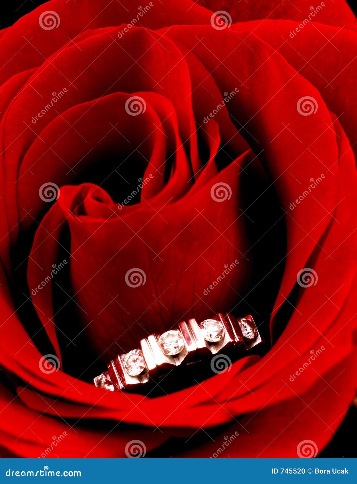 Ring in rose stock photo. Image of depth, gold, mother - 745520