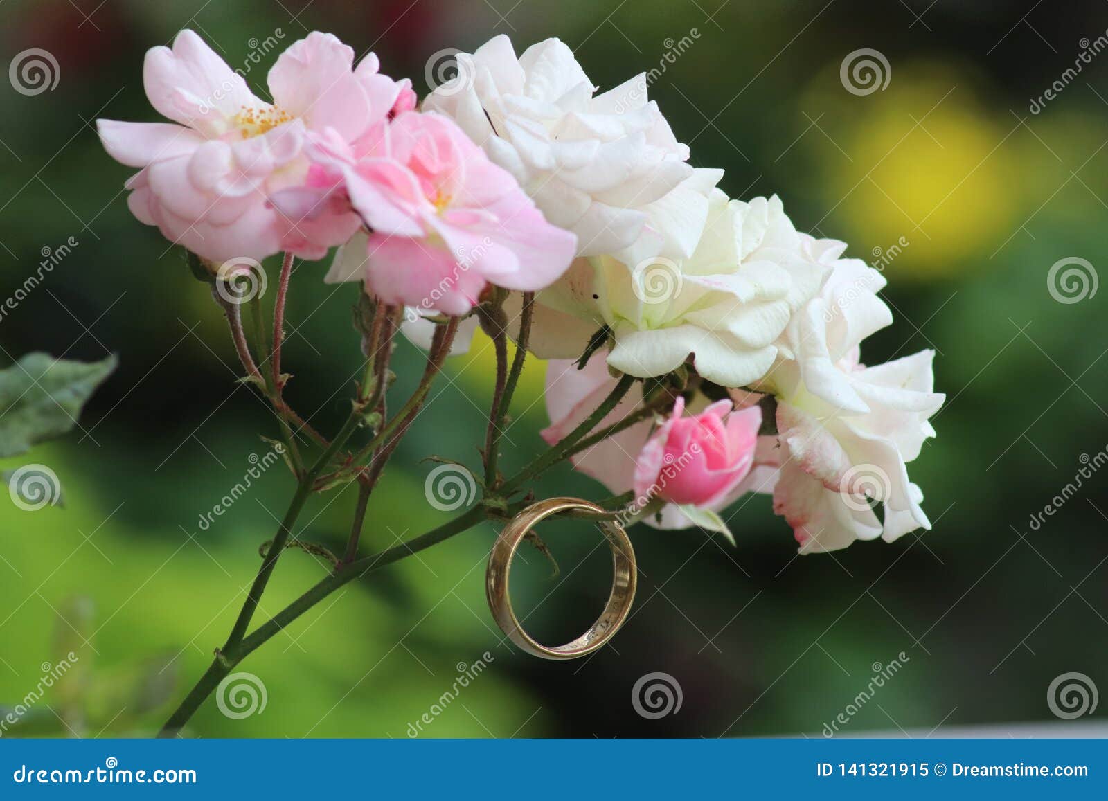 Ring and Roses stock image. Image of naturaleza, garden - 141321915