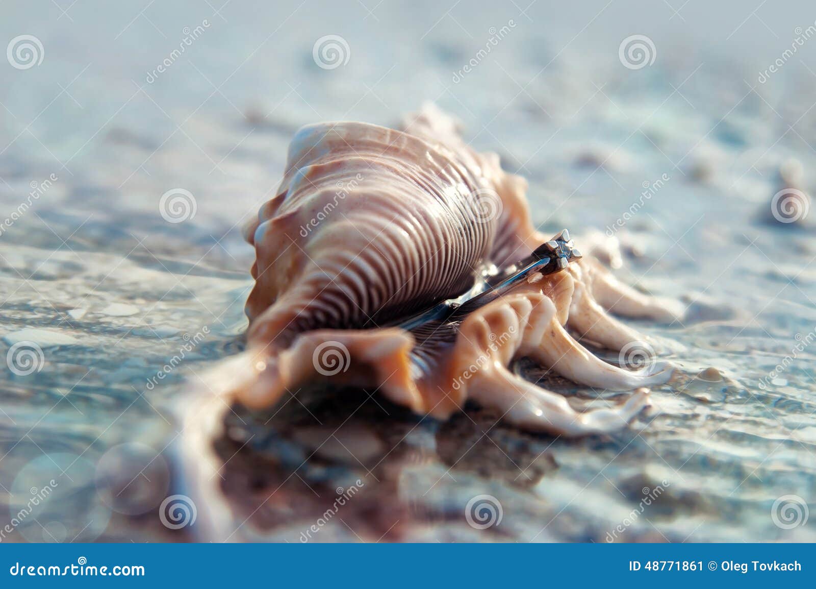 Ring on sea shell stock image. Image of couple, diamond - 48771861