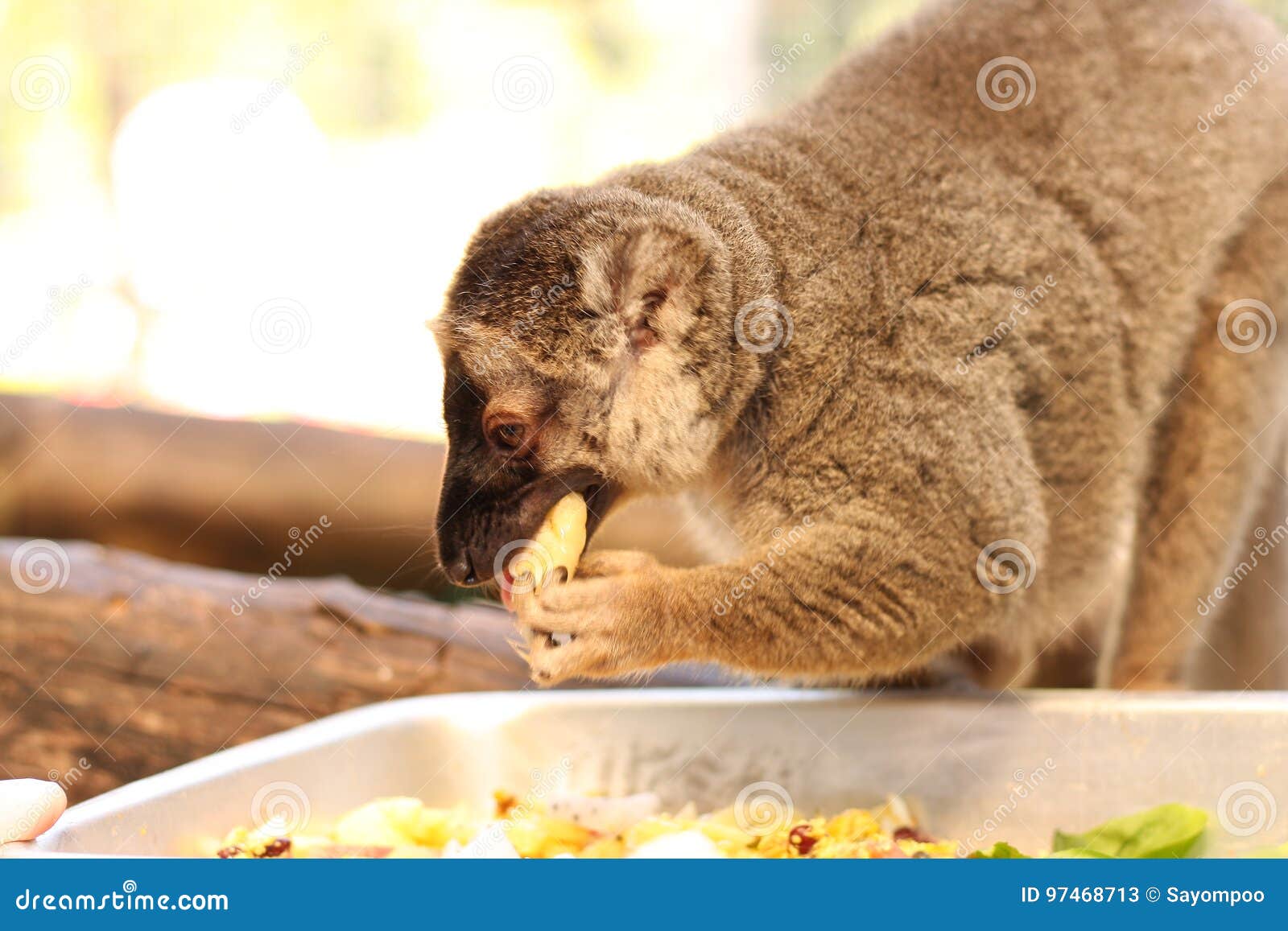 Ring tail Lemur stock image. Image of black, madagascar - 97468713