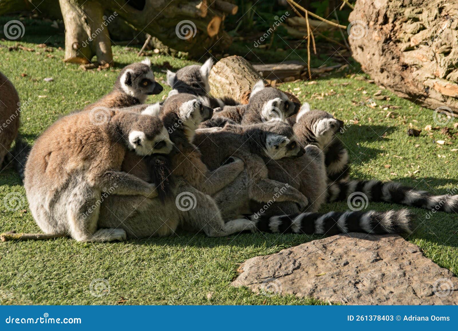 Ring tail lemur stock image. Image of cuddle, shot, monkey - 261378403