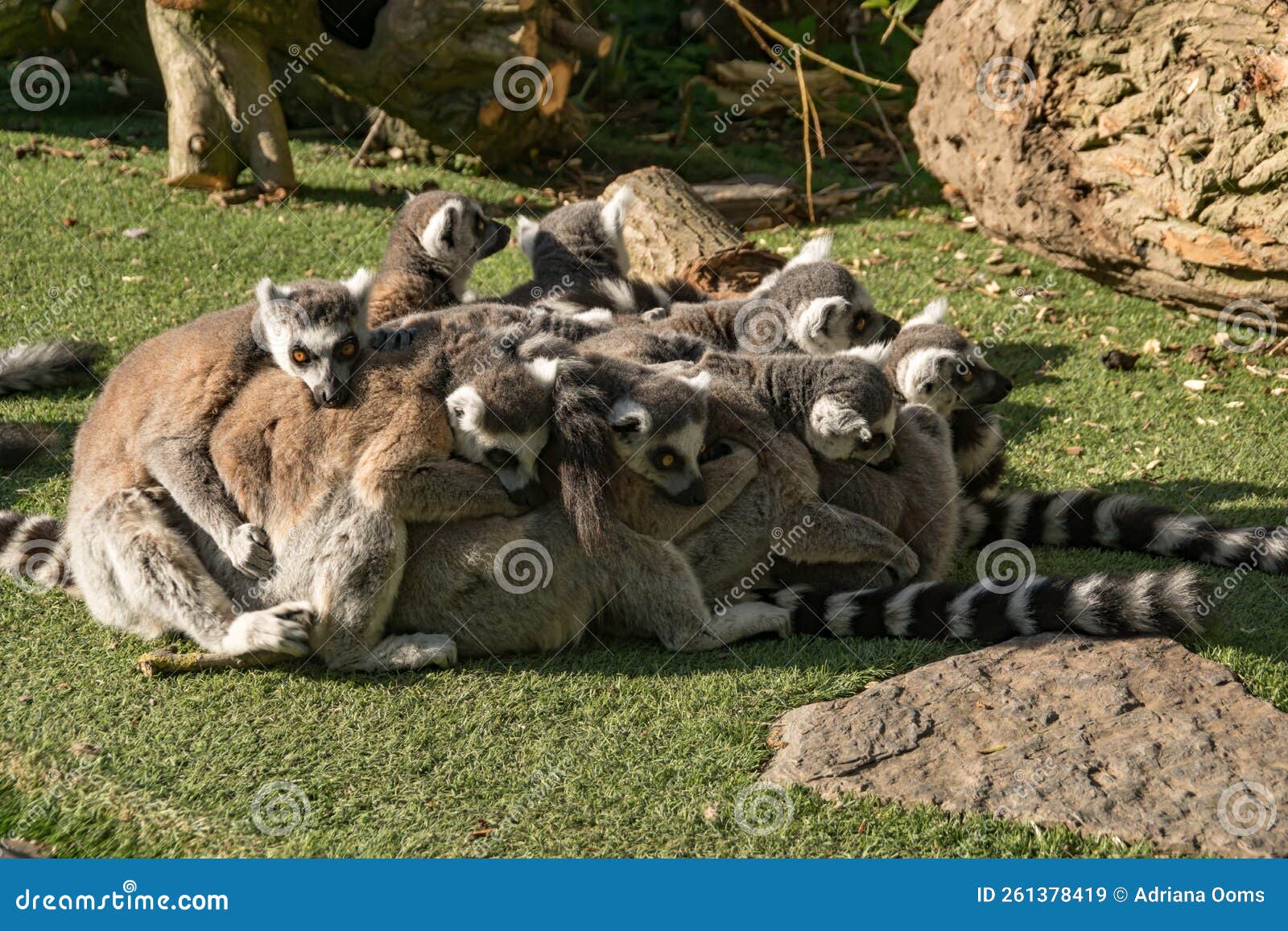 Ring tail lemur stock image. Image of catta, group, maki - 261378419