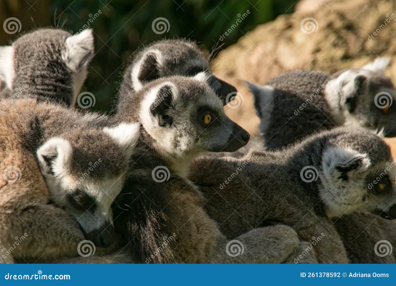 Ring tail lemur stock photo. Image of shot, life, cuddle - 261378592