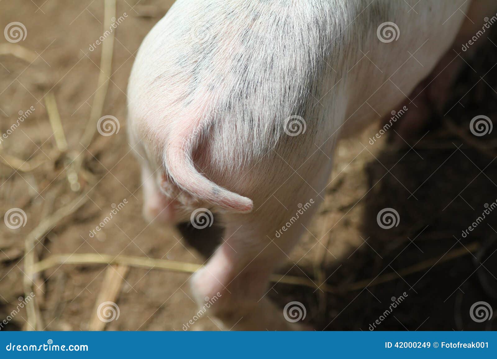 Ring tail piglet stock image. Image of piglets, animal - 42000249