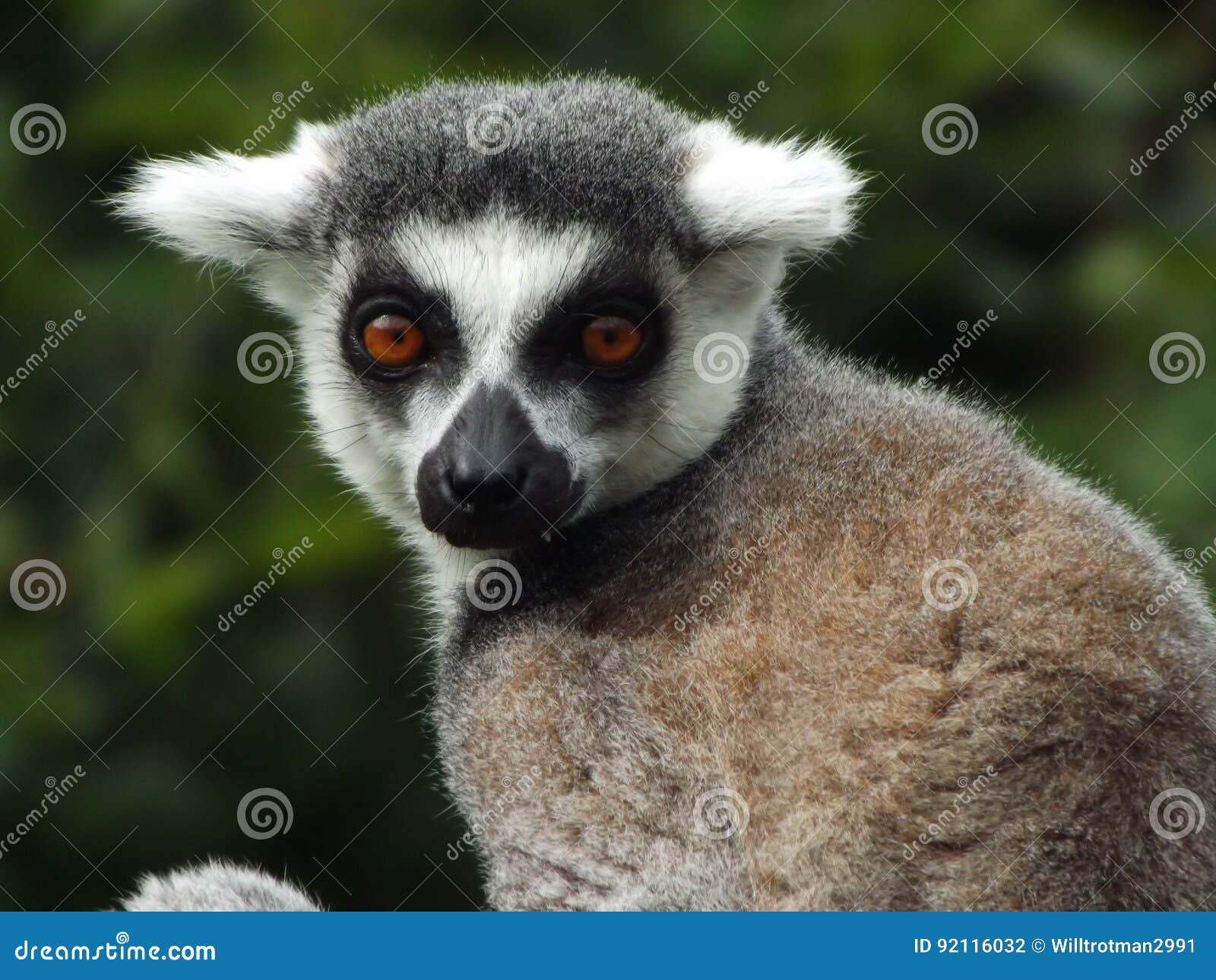Ring Tail stock photo. Image of mammal, ringtail, eyes - 92116032