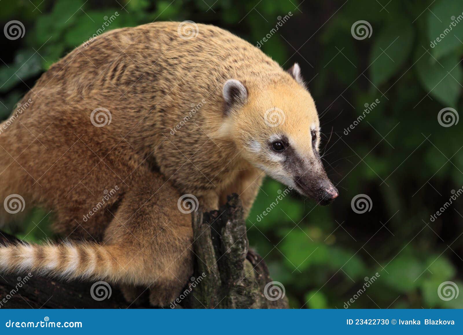 Ring-tailed coati stock photo. Image of coati, animal - 23422730