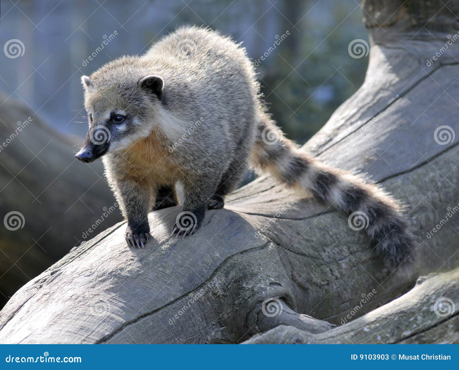Ring-tailed Coati on Branch Stock Image - Image of america, coat: 9103903