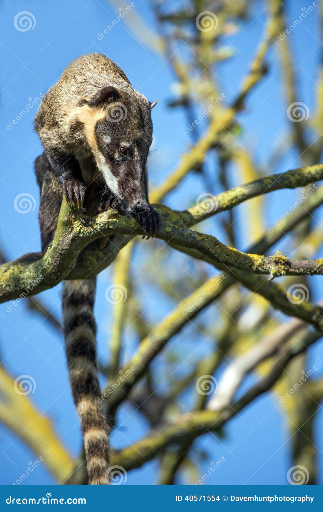 Ring Tailed Coati stock photo. Image of ring, creature - 40571554