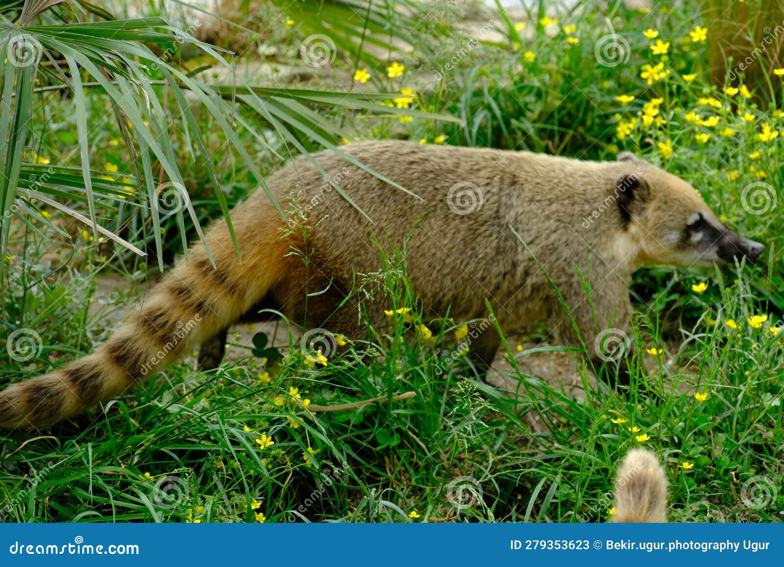 Ring-Tailed Coati stock image. Image of woodland, wild - 279353623