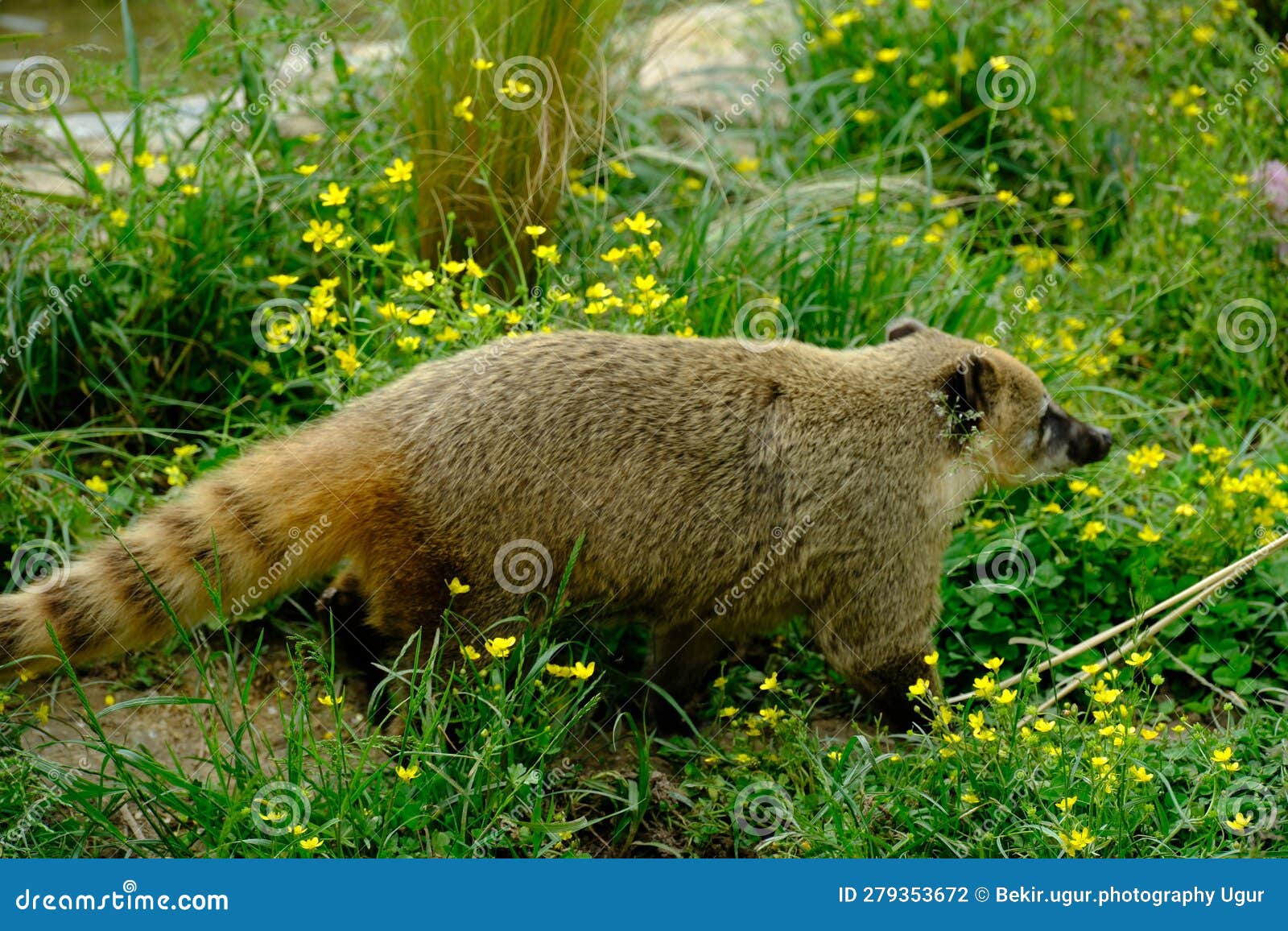 Ring-Tailed Coati stock photo. Image of lawn, ring, nasua - 279353672