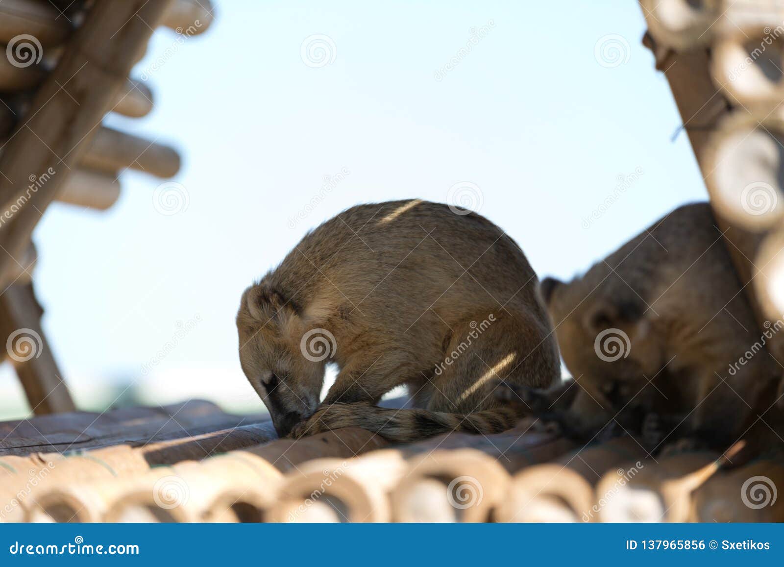 Ring tailed coati stock photo. Image of animal, american - 137965856