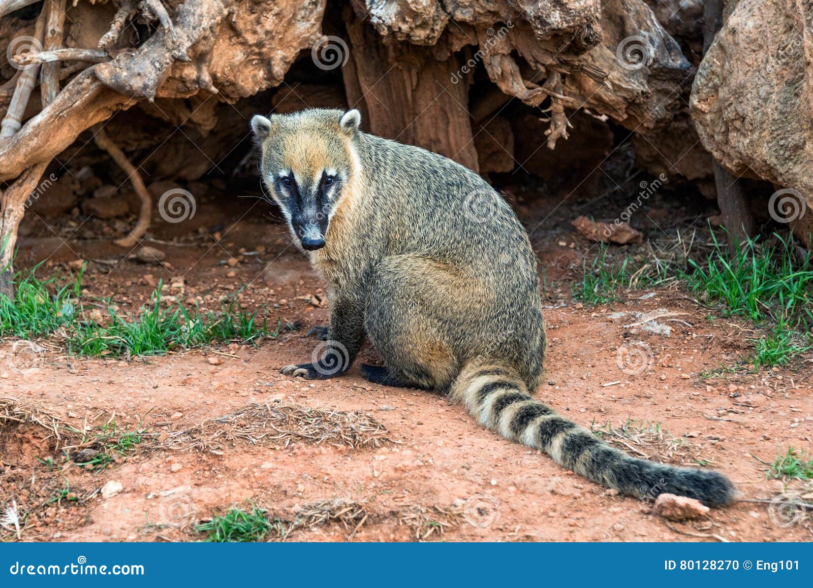 Ring-tailed coati stock photo. Image of back, nest, south - 80128270