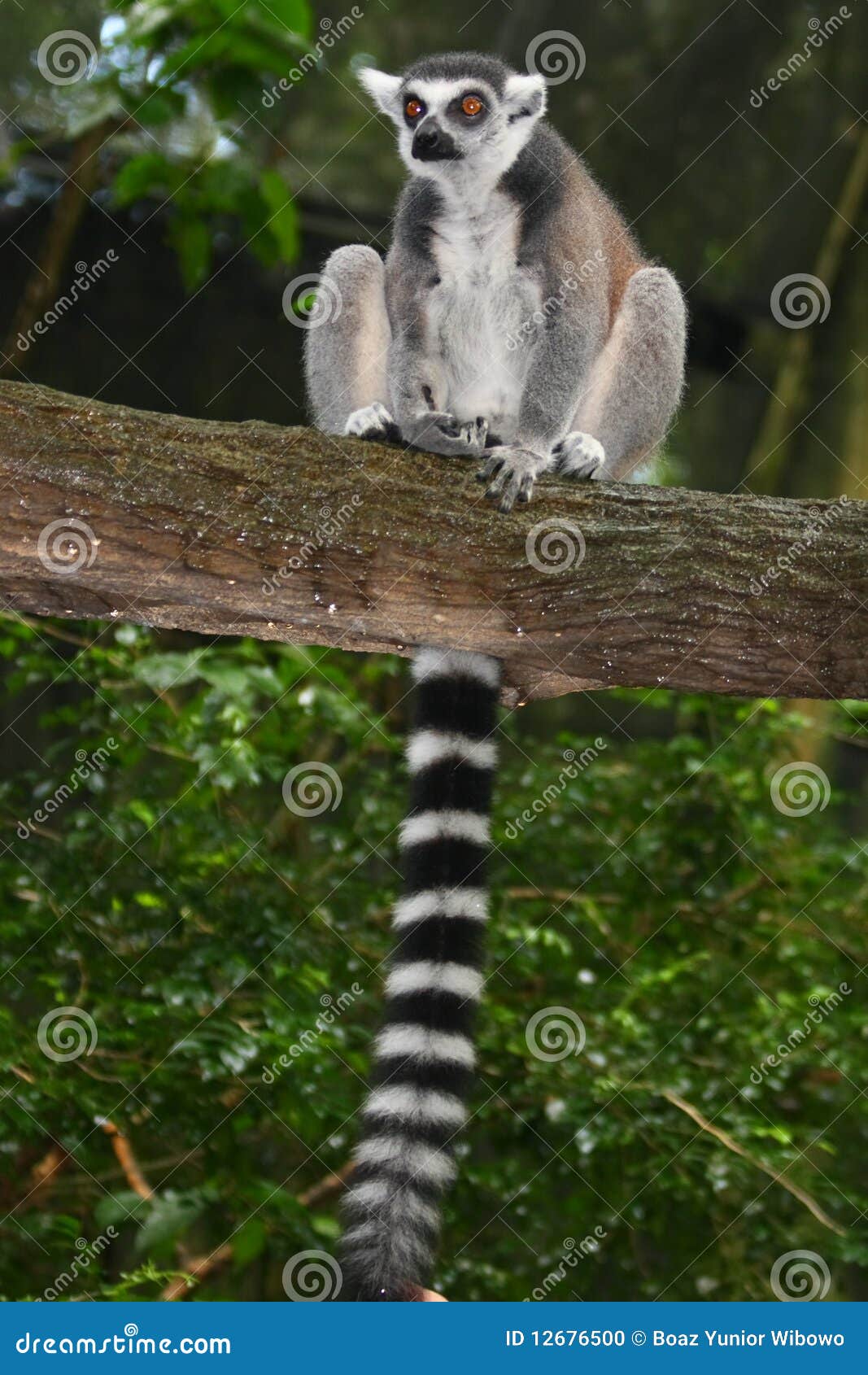 Ring-tailed Lemur stock photo. Image of bright, adorable - 12676500