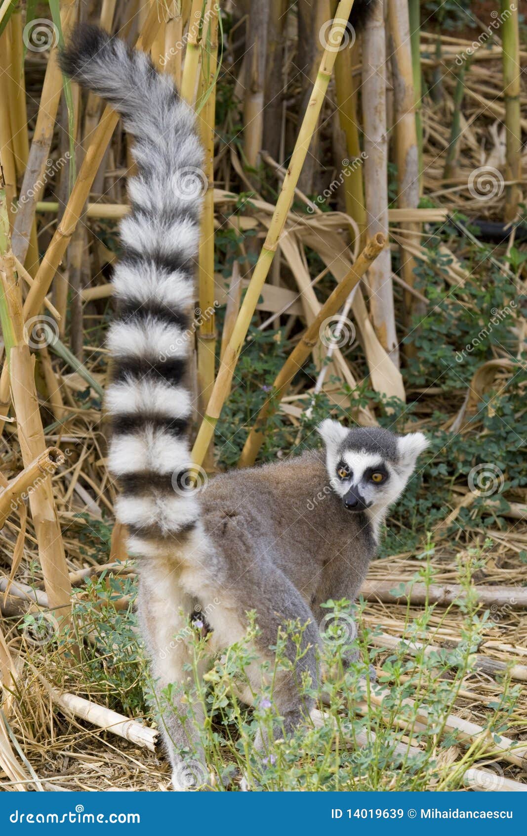 Ring-tailed Lemur stock image. Image of nature, focus - 14019639