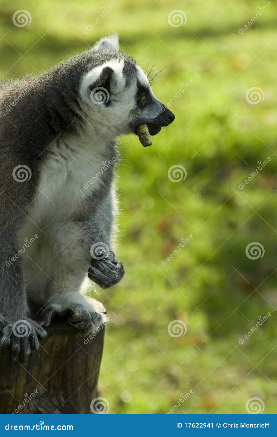 Ring Tailed Lemur Stock Photo | CartoonDealer.com #17622941