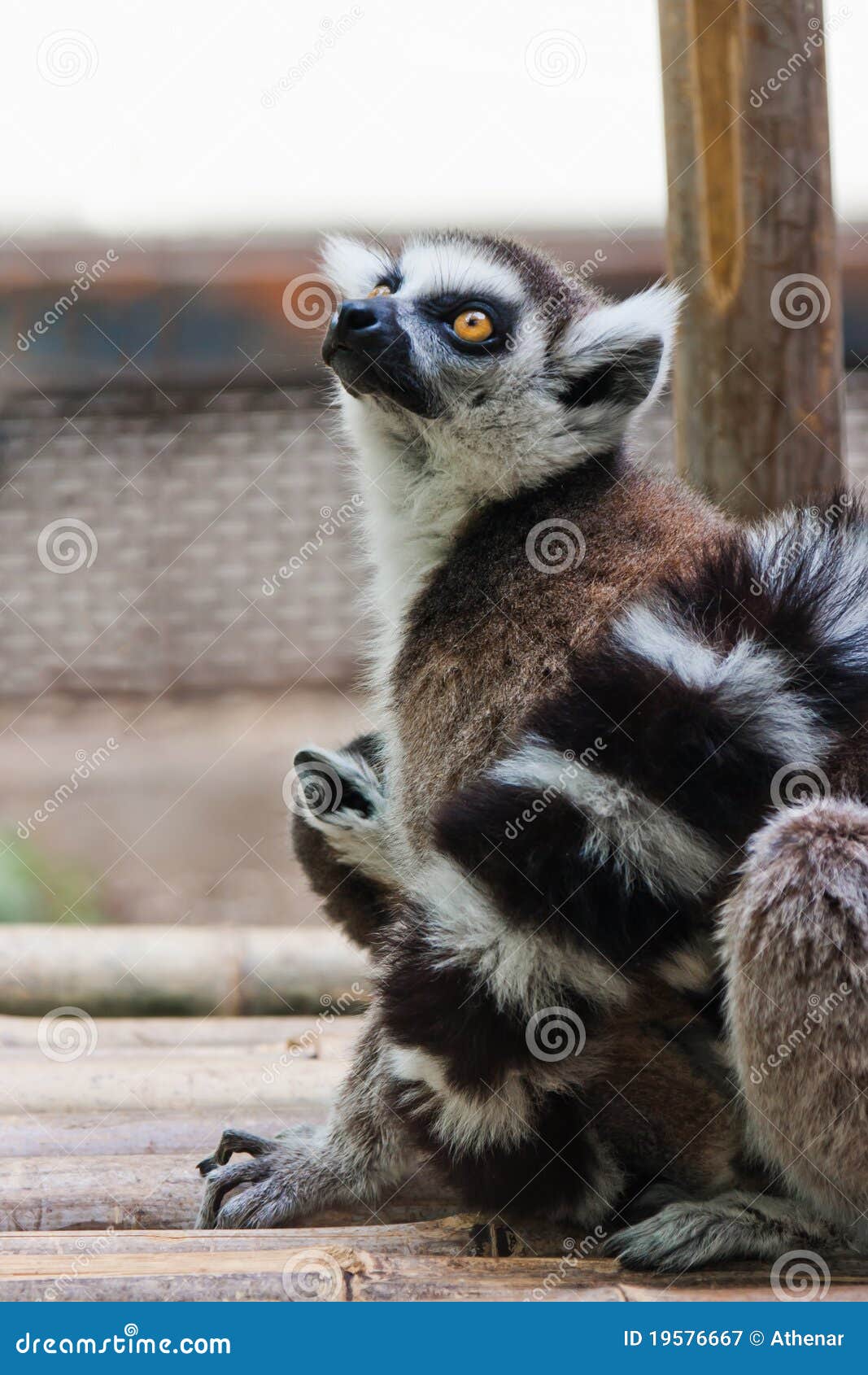 Angry Lemur Royalty-Free Stock Photo | CartoonDealer.com #9521739