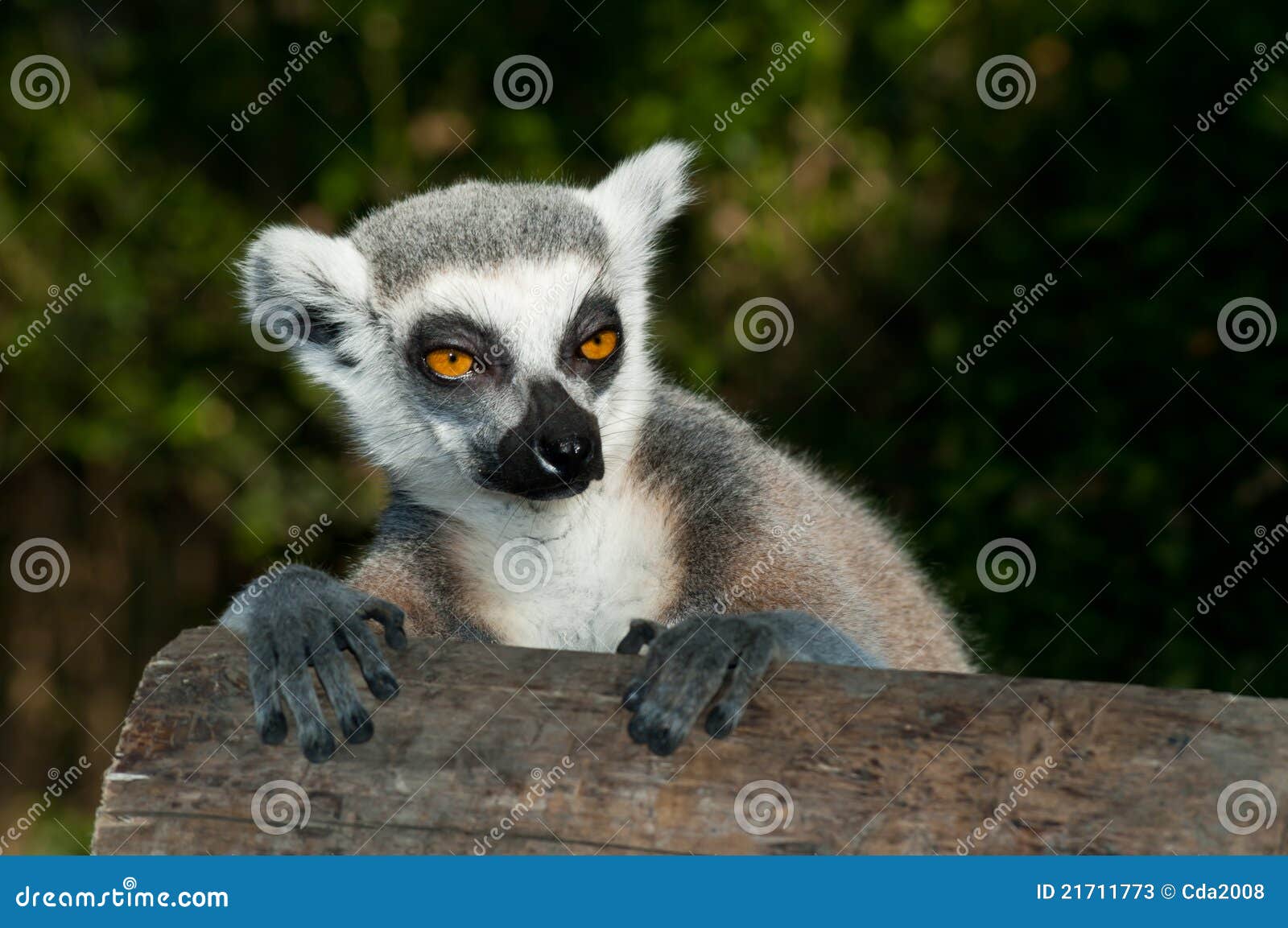 Ring-tailed Lemur stock image. Image of animals, prosimians - 21711773