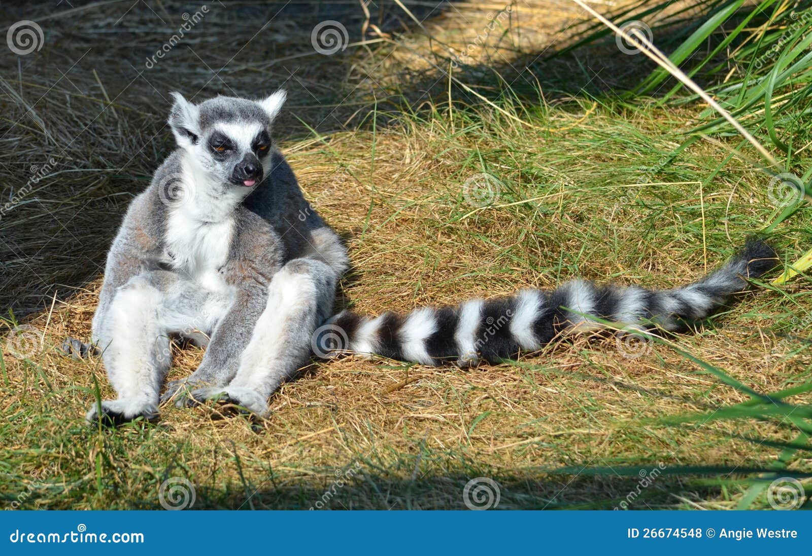 Ring Tailed Lemur stock photo. Image of tailed, life - 26674548